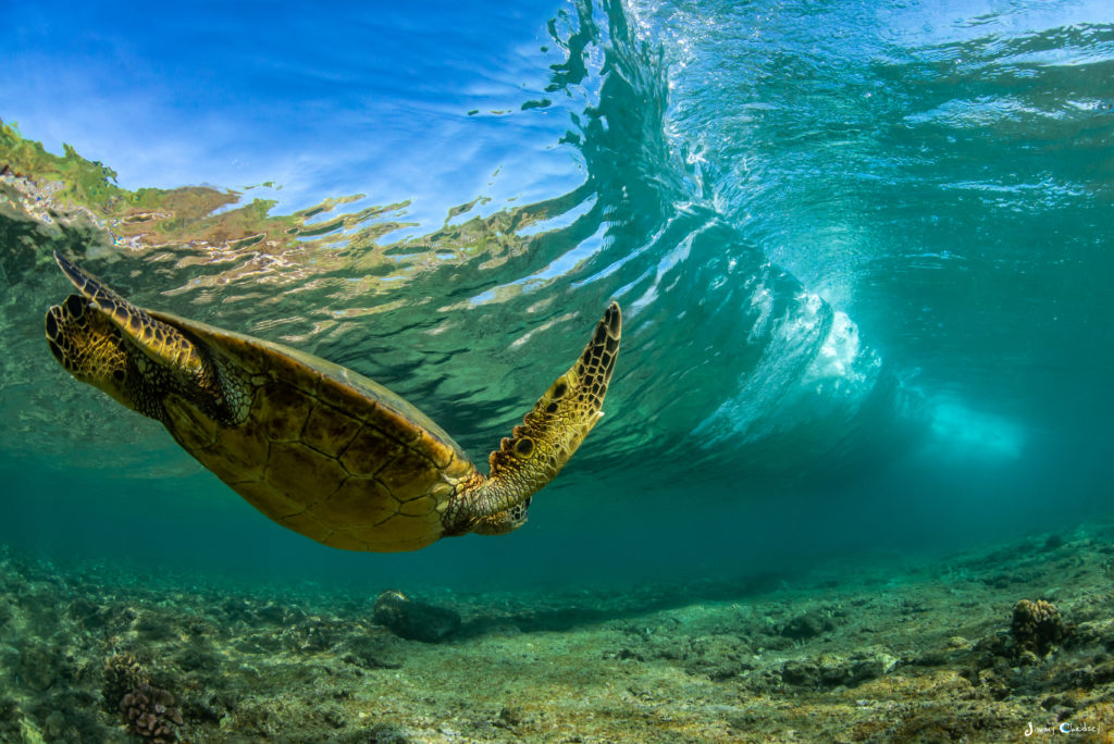 Turtle Surf | Jimmy Chadsey
